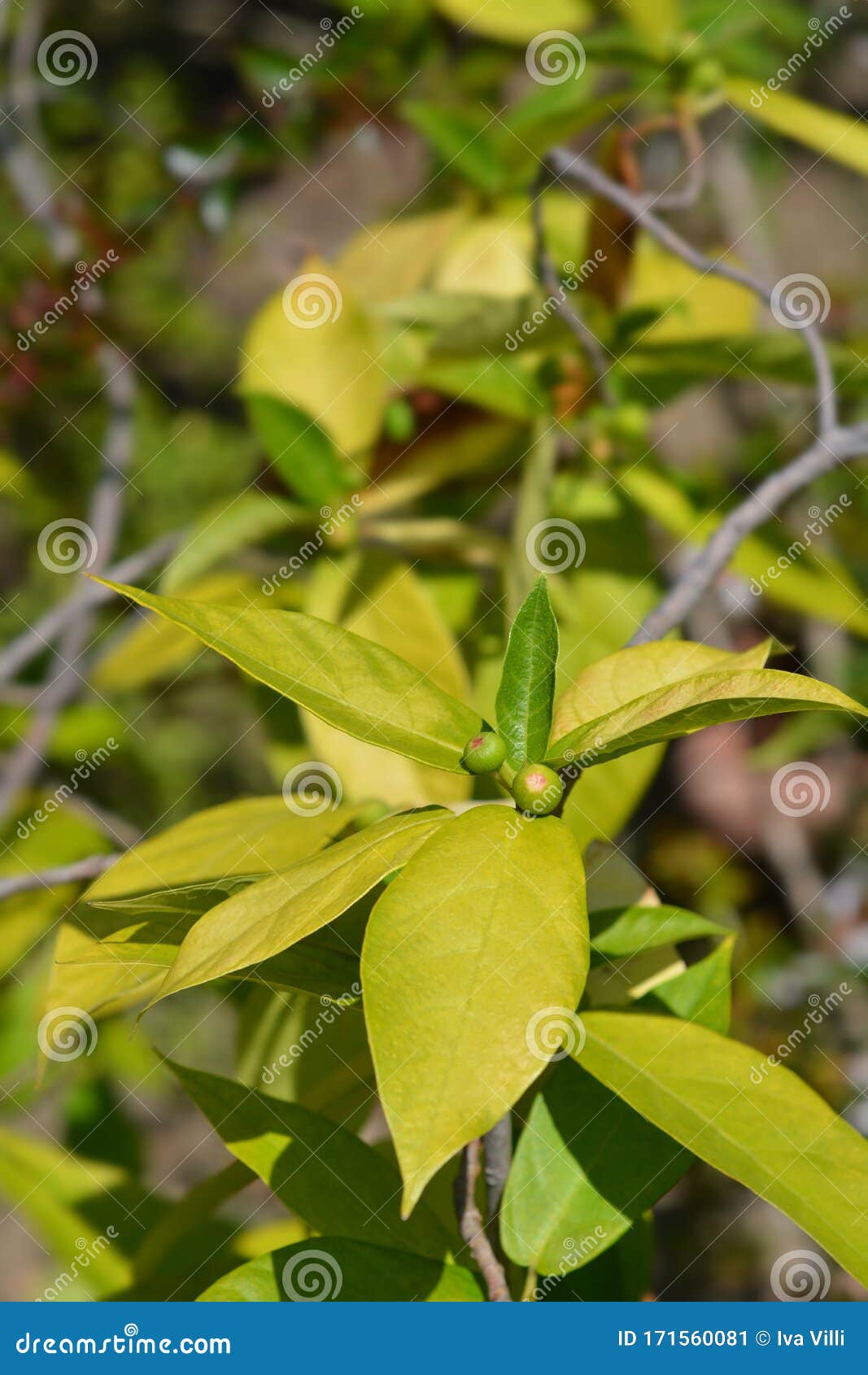 Japanese fig stock image. Image of outdoors, erecta - 171560081