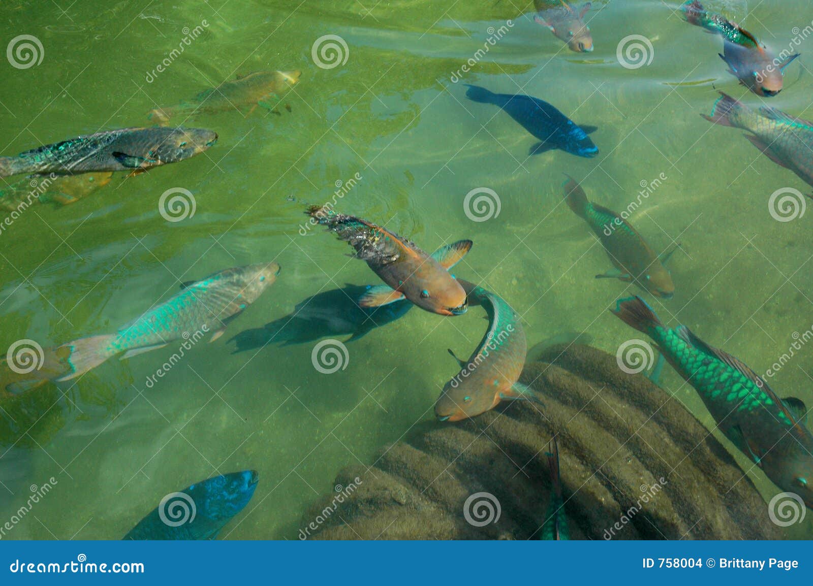 Japanese Fish stock photo. Image of marine, lakes, colorful - 758004
