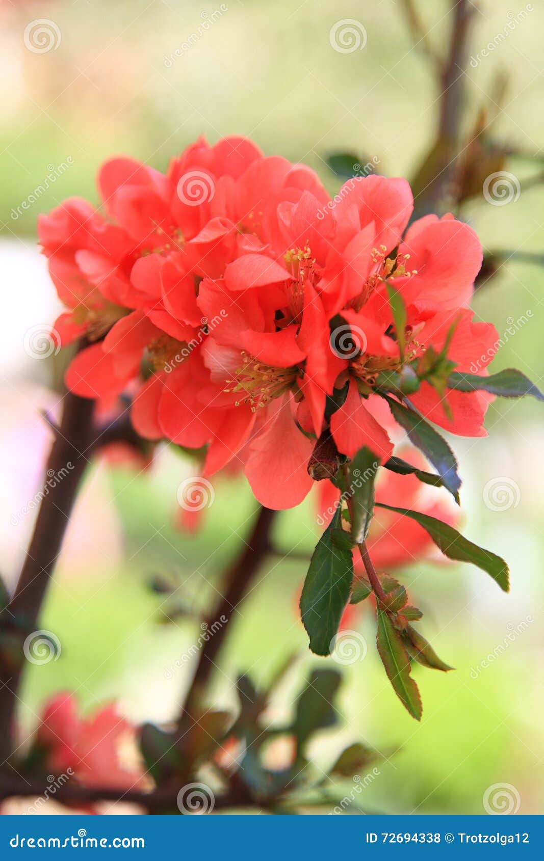 Japanese Flowering Quince Branches Stock Photo - Image of macro ...