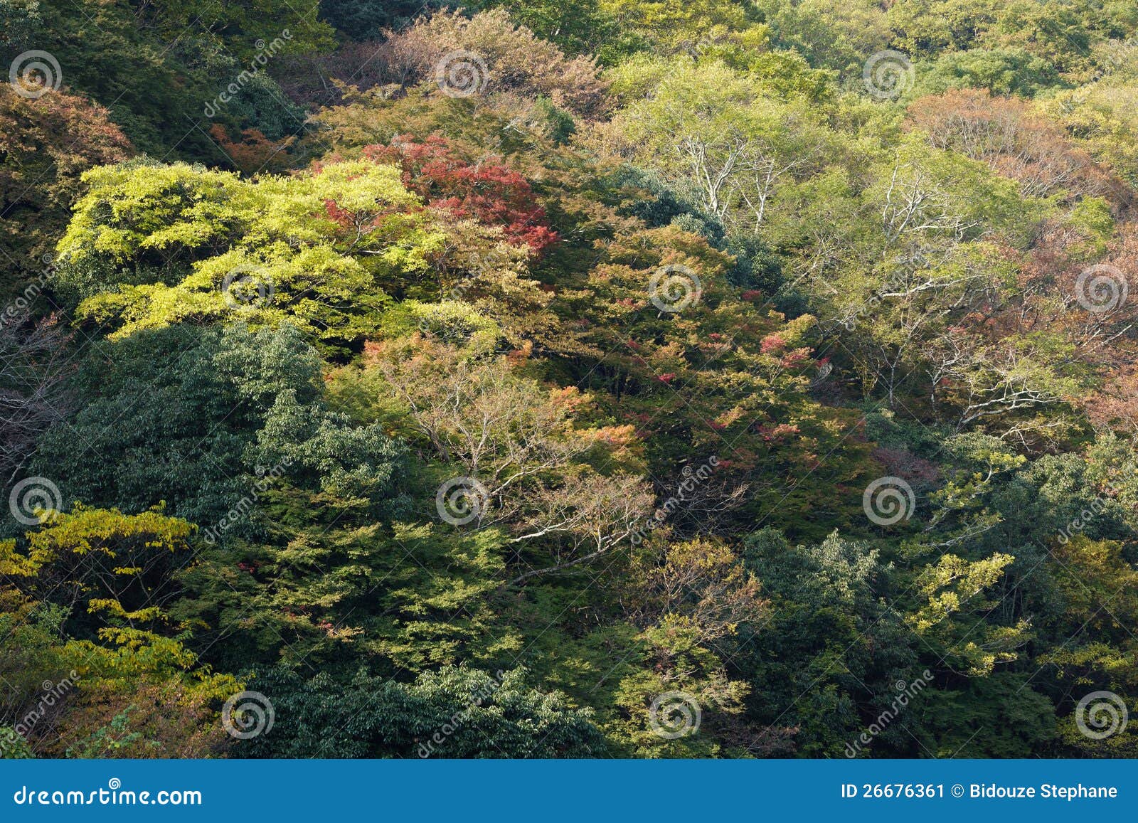 Japanese forest stock image. Image of sunlight, woods - 26676361
