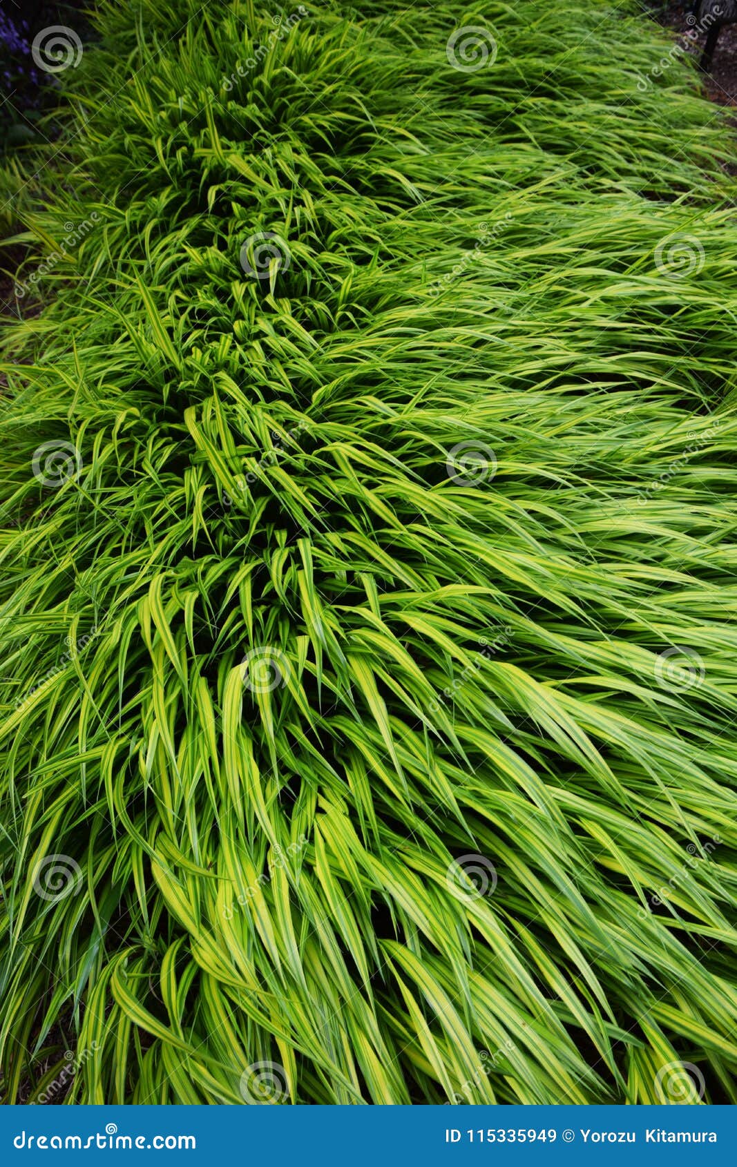 Japanese forest grass stock image. Image of plants, color - 115335949