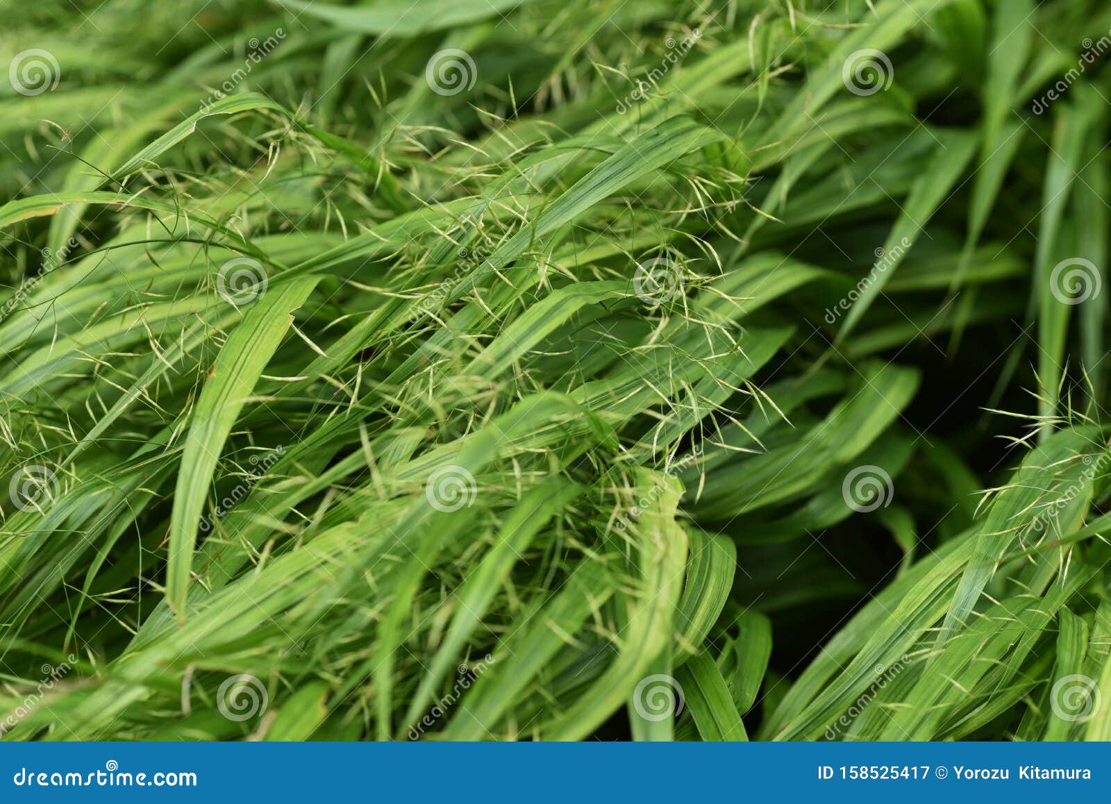 Japanese Forest Grass Or Hakone Grass Or Hakonechloa Macra Plants Stock ...