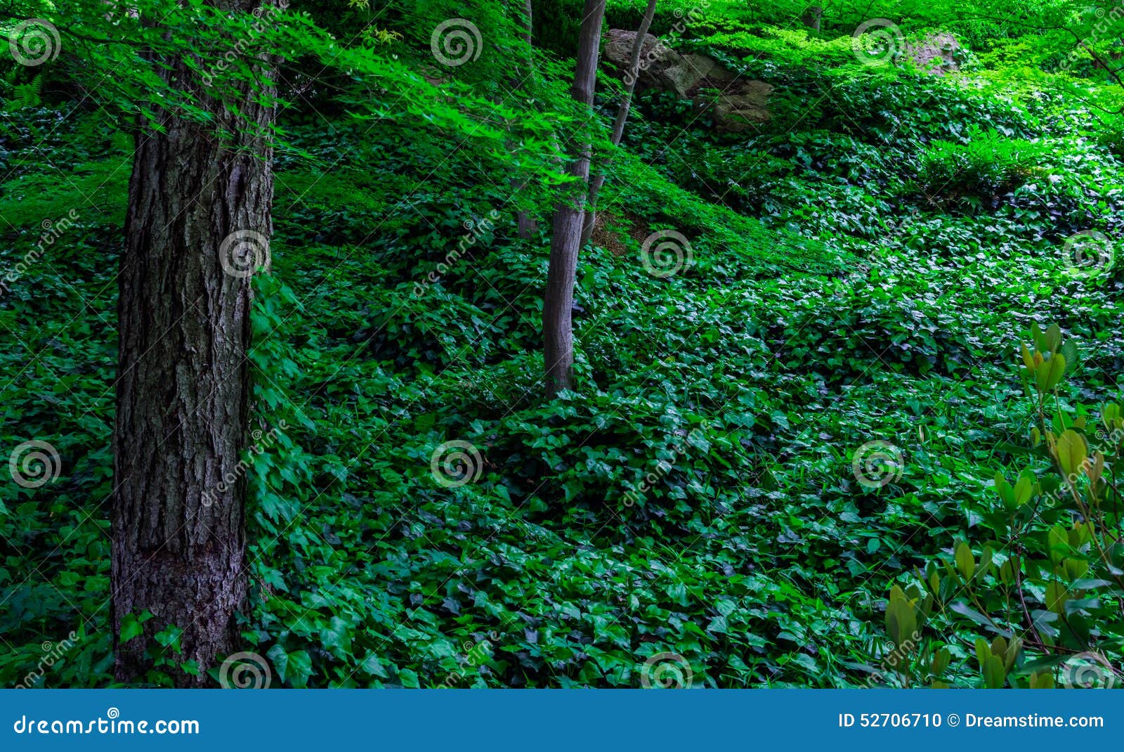 Japanese Forest Incline stock photo. Image of waterfall - 52706710