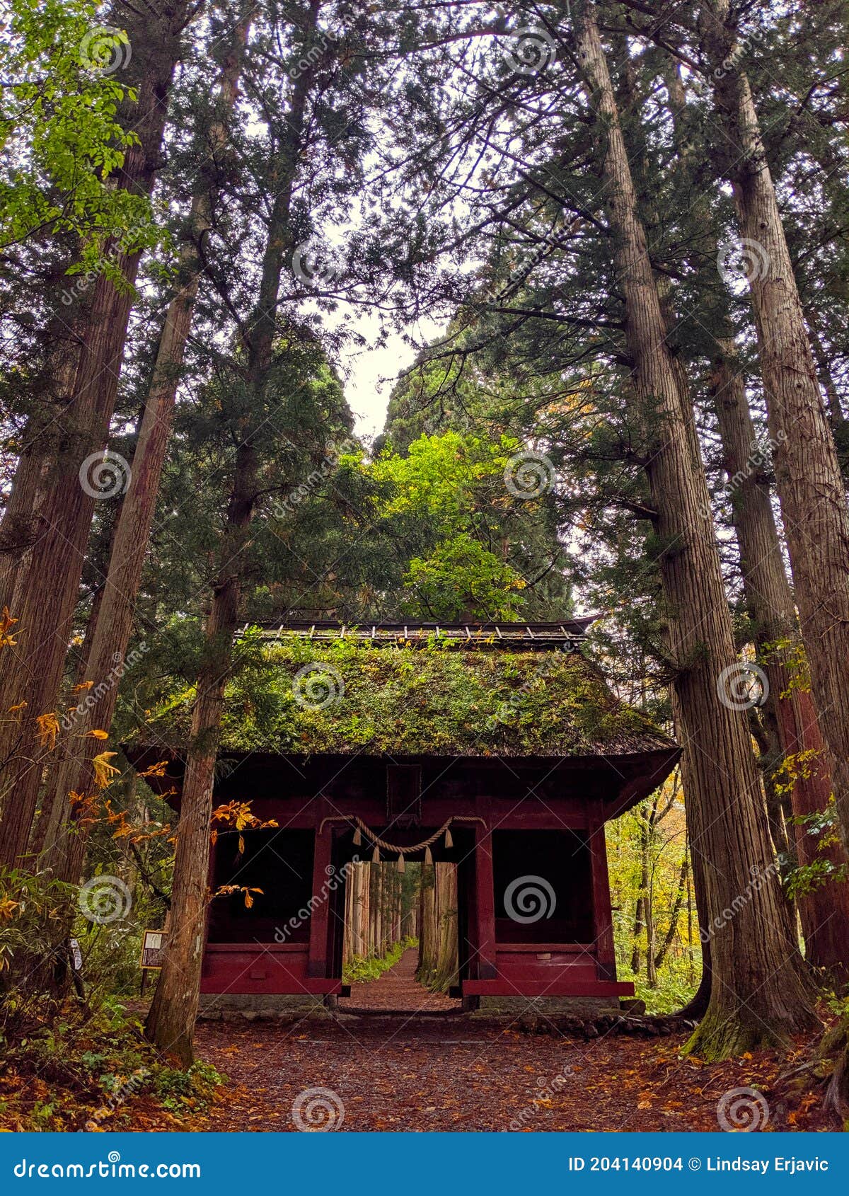 Japanese Forest Temple stock photo. Image of tree, moss - 204140904