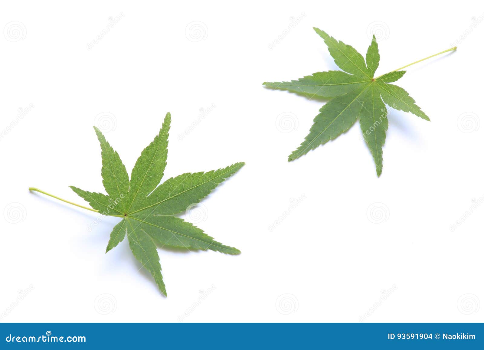 Japanese Fresh Green Maple Leaf Isolated Stock Photo - Image of beauty ...