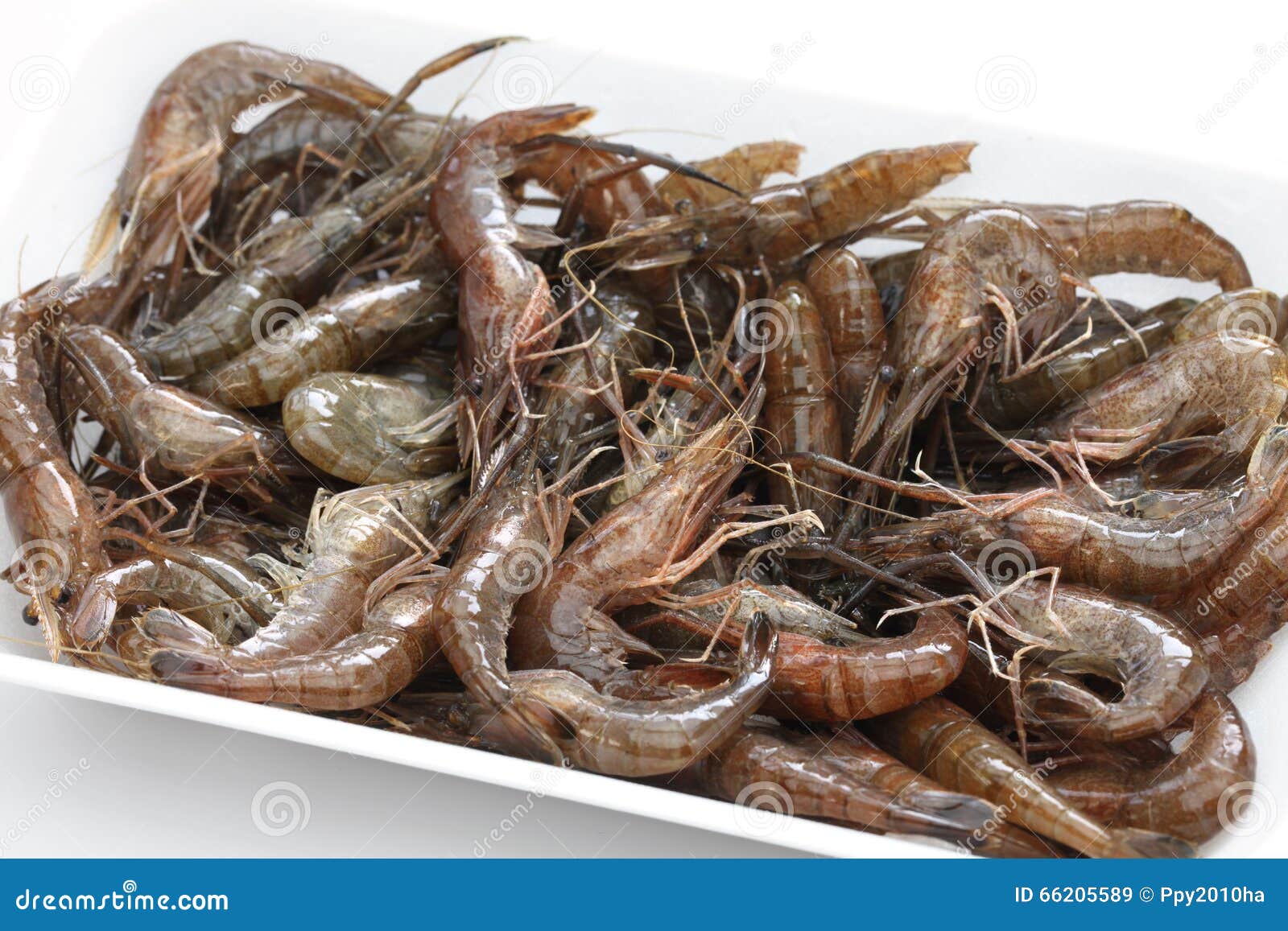 Freshwater Shrimp,Litopenaeus Vannamei Isolated On White Background ...