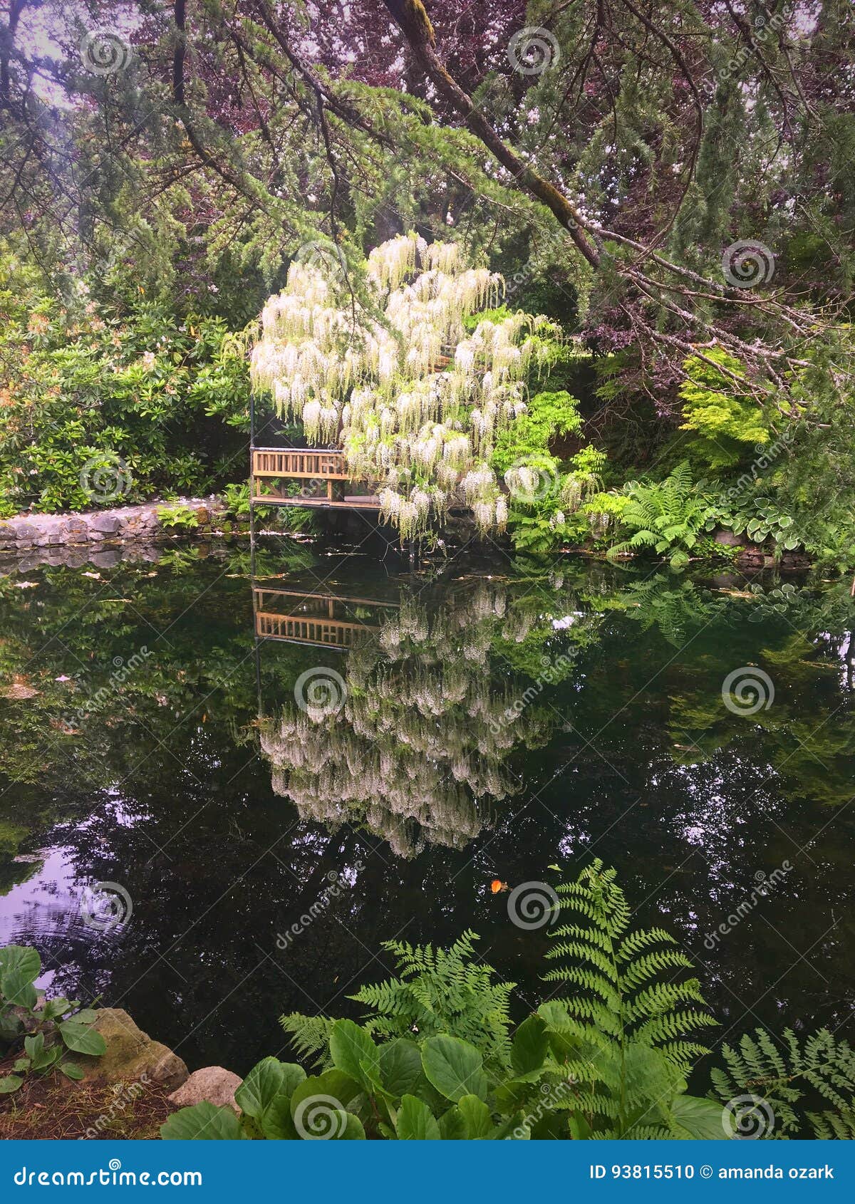 Japanese garden editorial image. Image of weeping, pond - 93815510