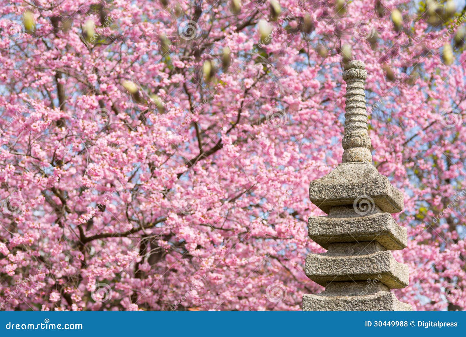 Japanese Garden with Blooming Cherry Tree Stock Photo - Image of tree ...