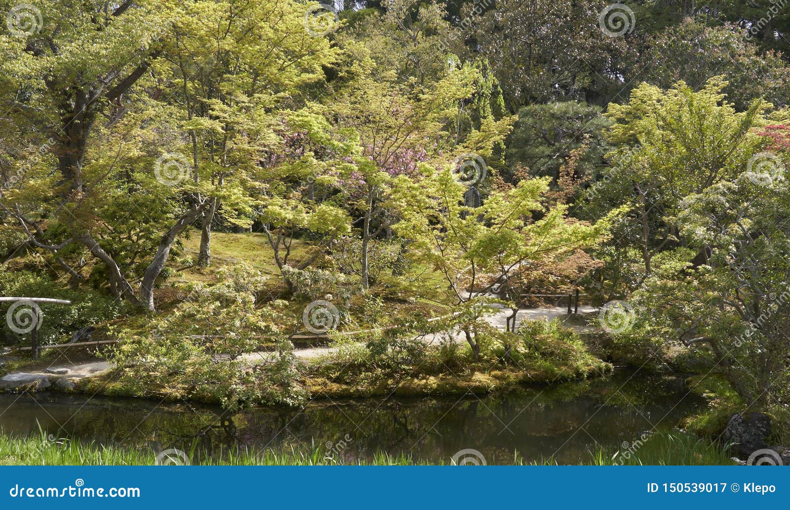 Japanese Garden with Lots of Maple Trees, a Path and a River. Stock ...