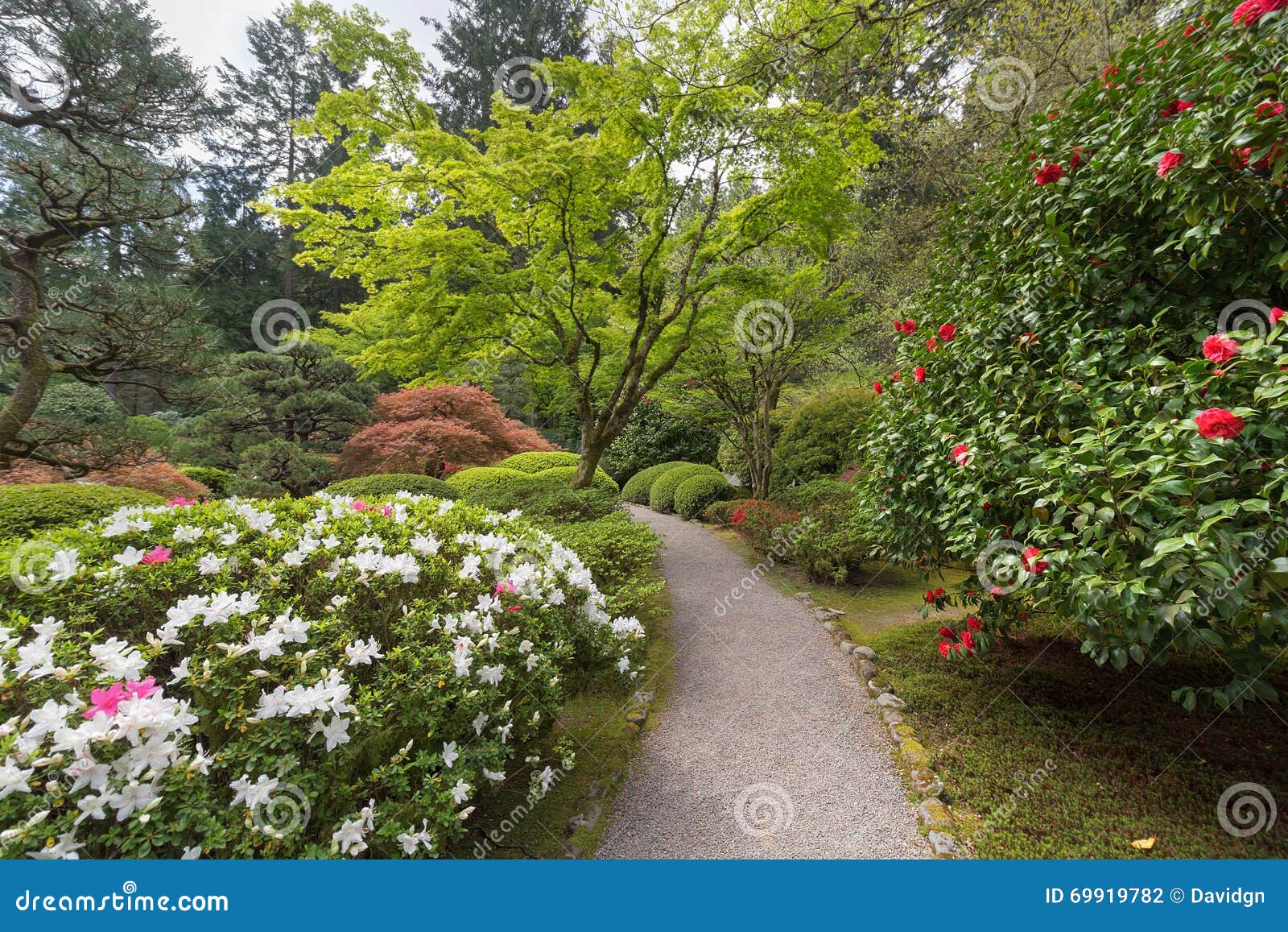 Japanese Garden Path in Spring Stock Photo - Image of deciduous, pine ...