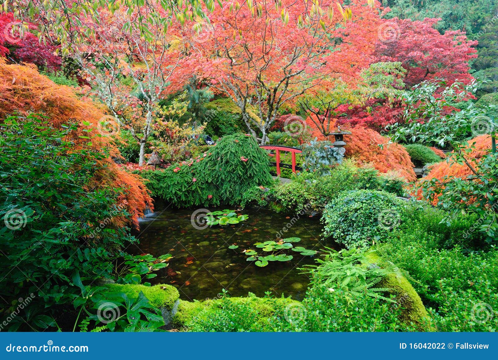 Japanese garden pond stock photo. Image of green, butchart - 16042022