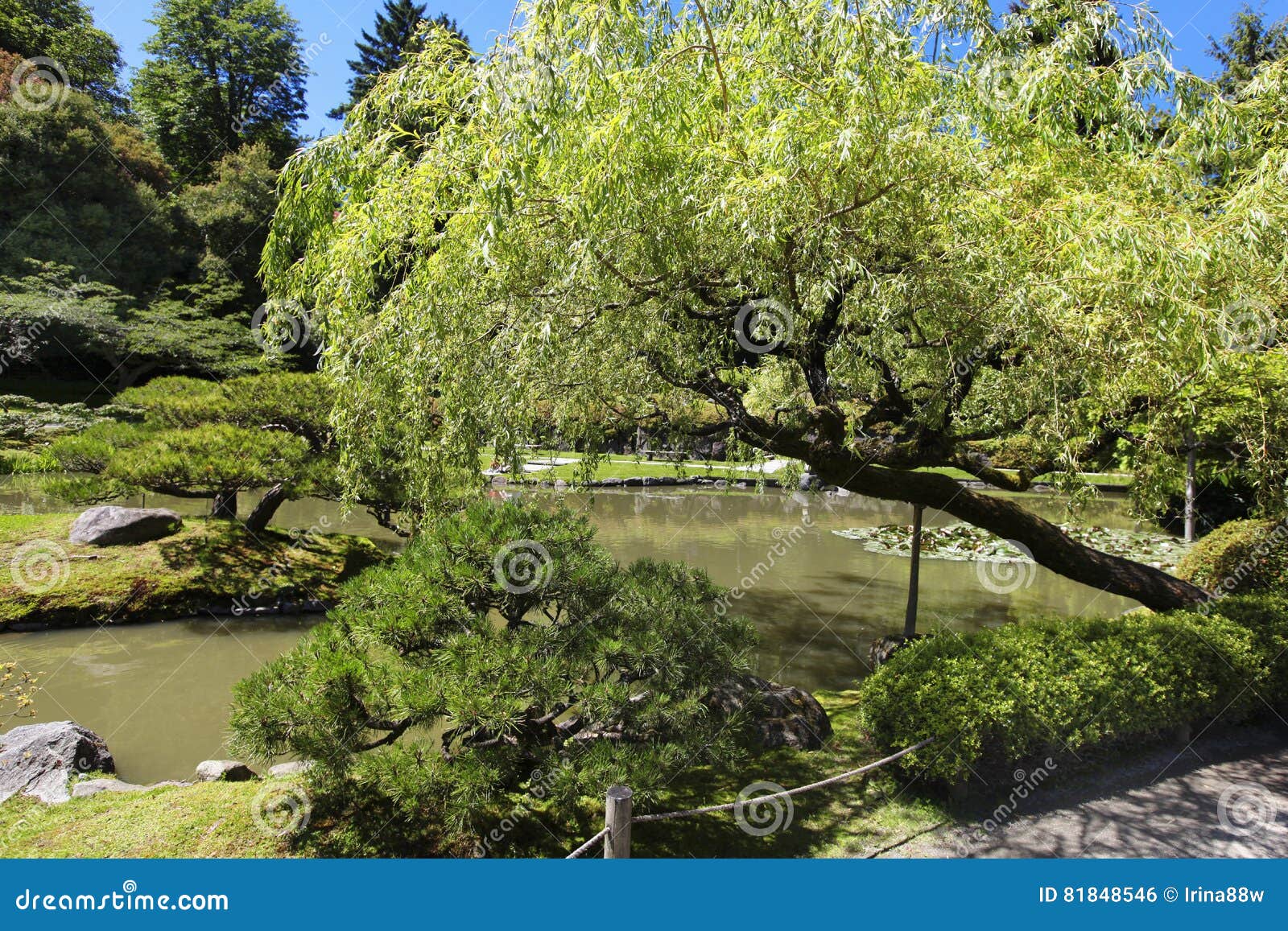 Japanese Garden in Seattle, WA. Weeping Willow Tree with Pond Stock ...