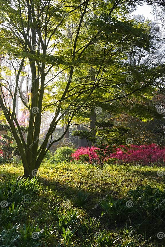 Japanese garden in spring stock photo. Image of sunlight - 12759368