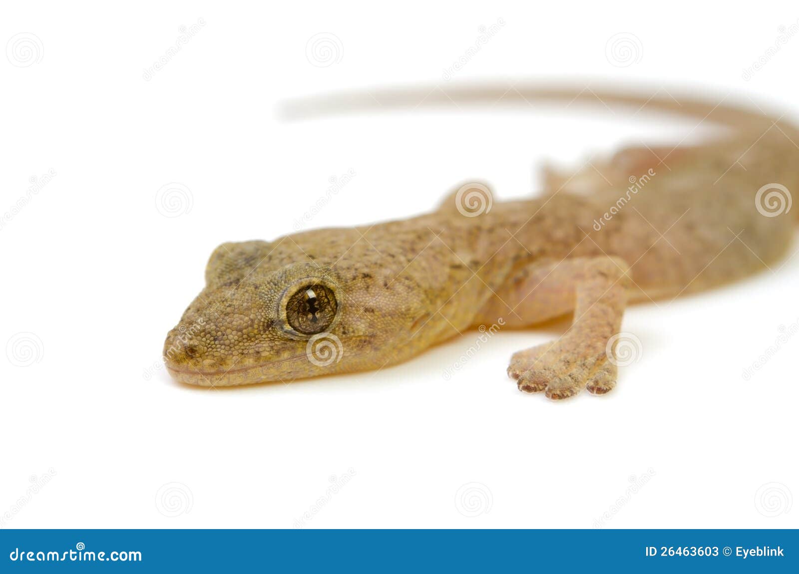 Japanese gecko stock image. Image of lizard, nature, wildlife - 26463603