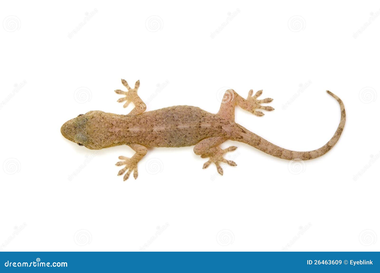 Japanese gecko stock image. Image of reptile, ferity - 26463609