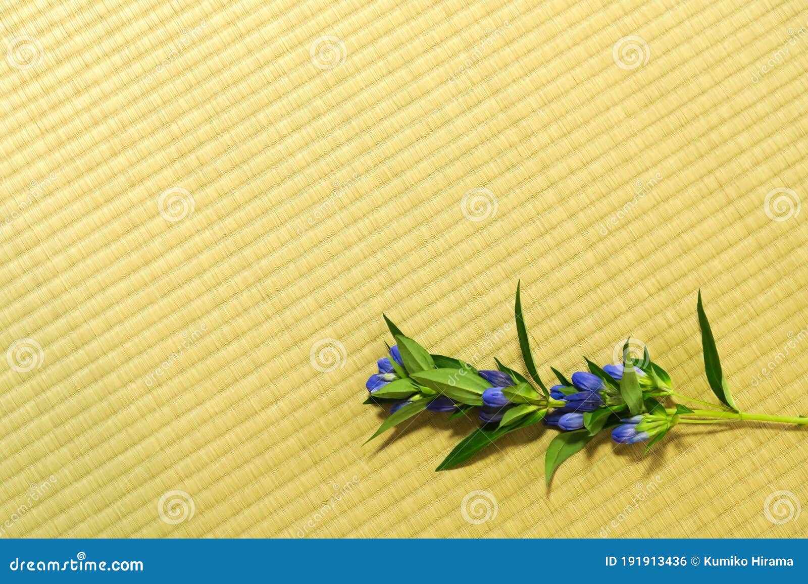 Japanese Japanese Gentian with the Background of Japanese Tatami Mat ...