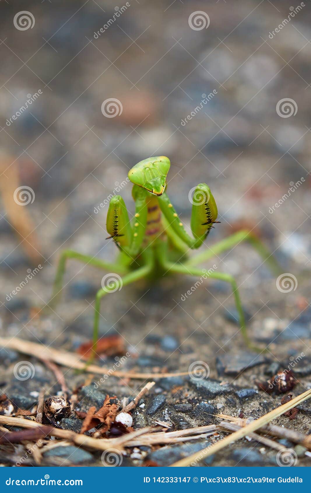 Japanese Giant Mantis stock image. Image of crawl, green - 142333147