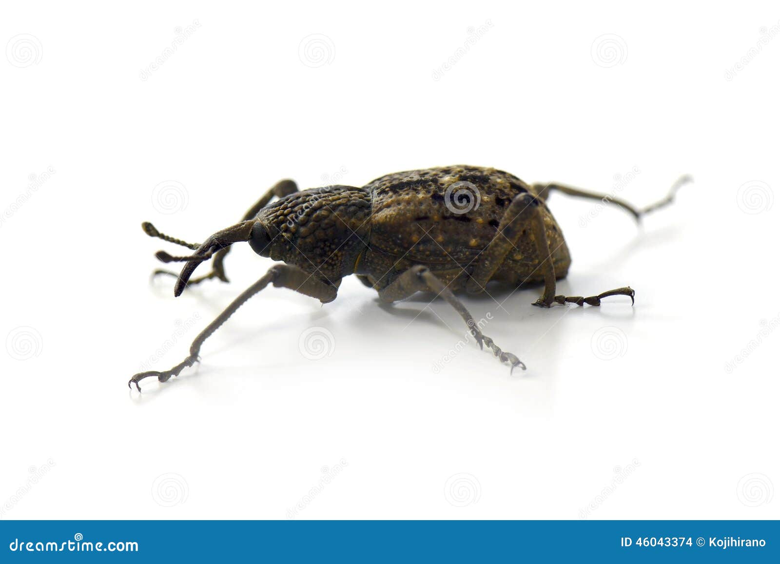 Japanese Giant Weevil Stock Photos - Free & Royalty-Free Stock Photos ...