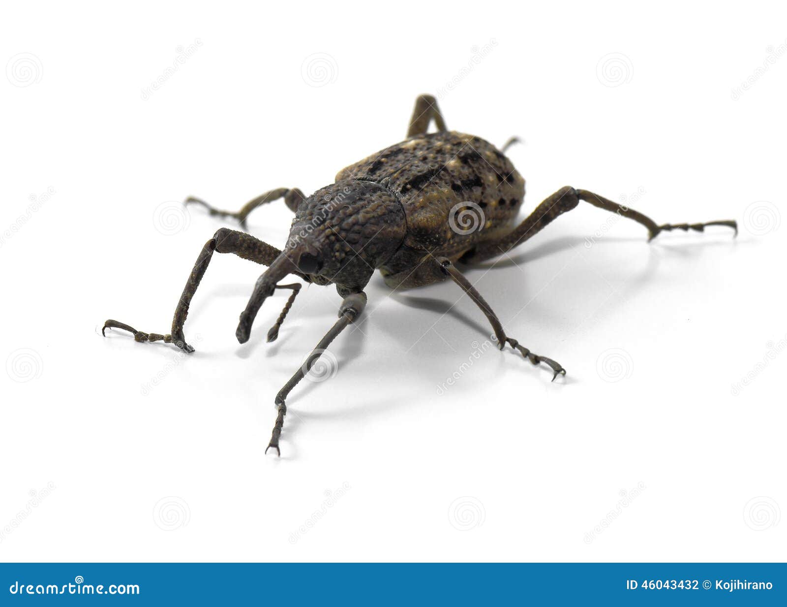 Japanese Giant Weevil stock photo. Image of black, japanese - 46043432