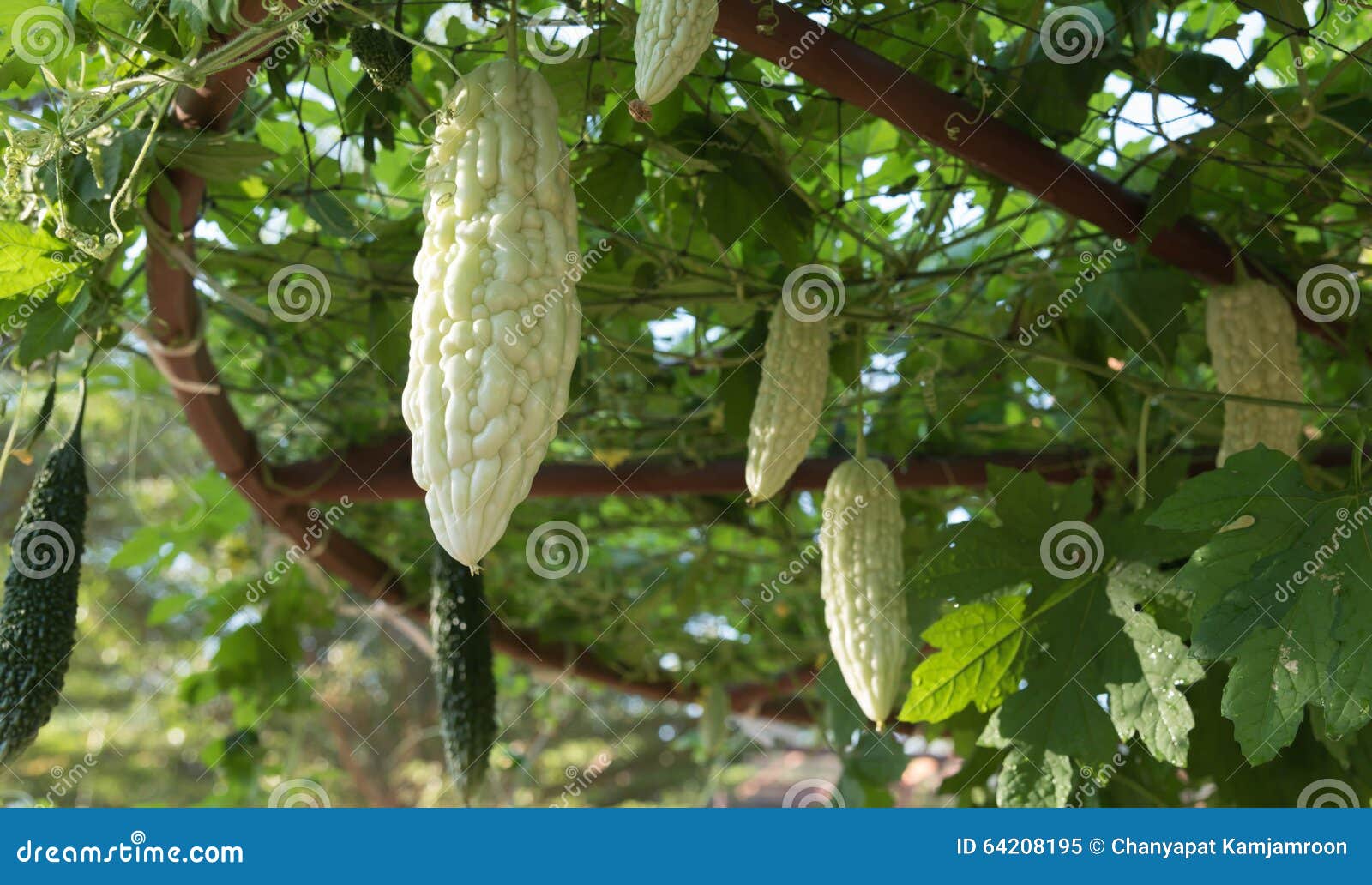 Japanese gourd stock image. Image of bitter, nature, asia - 64208195