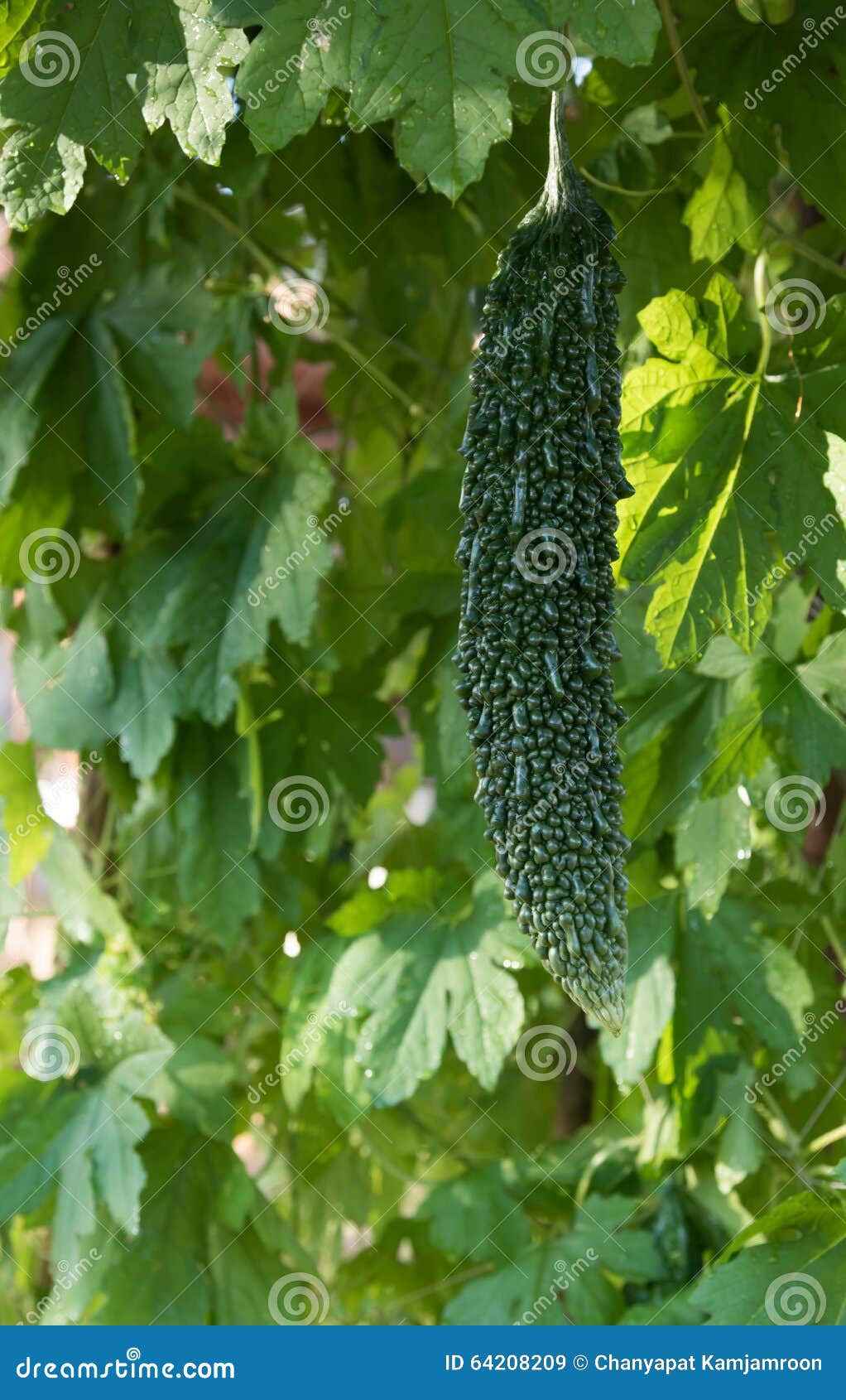 Japanese gourd stock image. Image of plants, green, planting - 64208209
