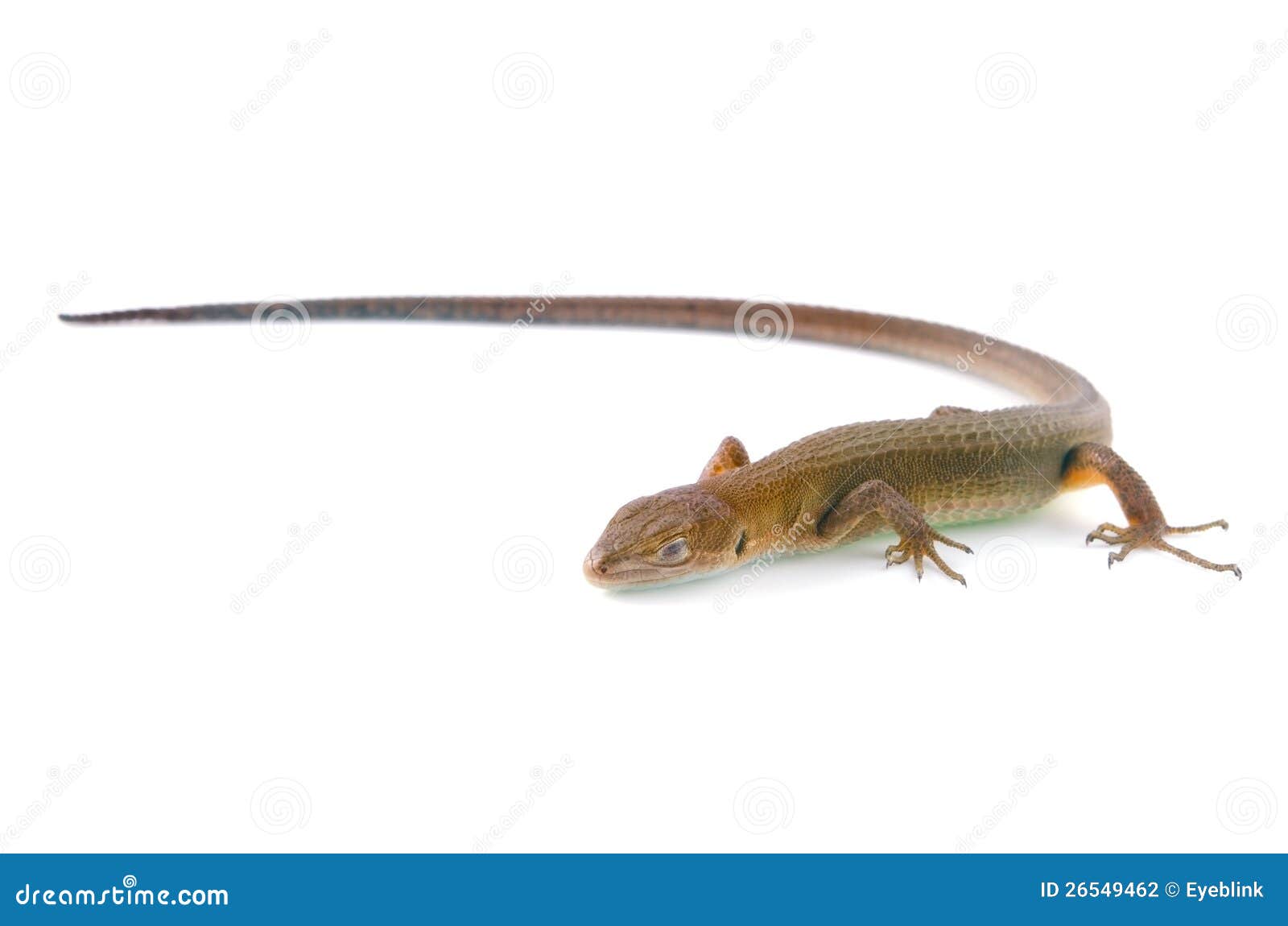 Grass Lizard On The Rock. Takydromus Sexlineatus, The Asian Grass ...