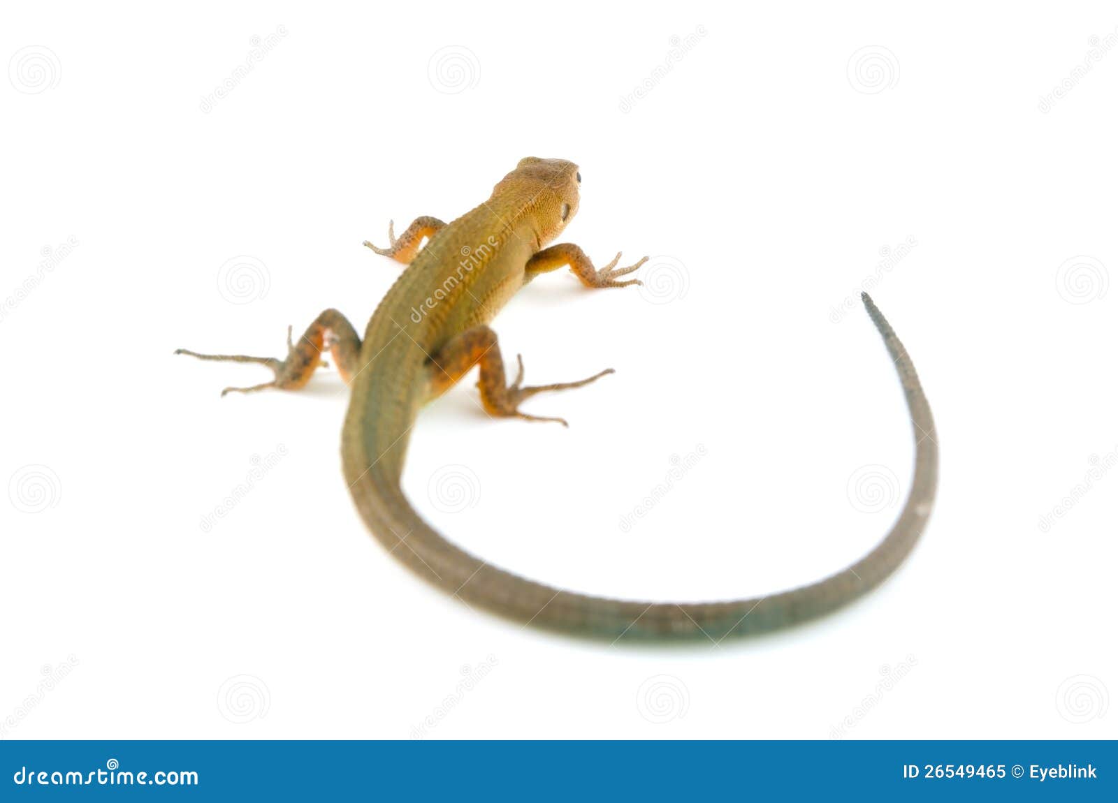 Grass Lizard On The Rock. Takydromus Sexlineatus, The Asian Grass ...