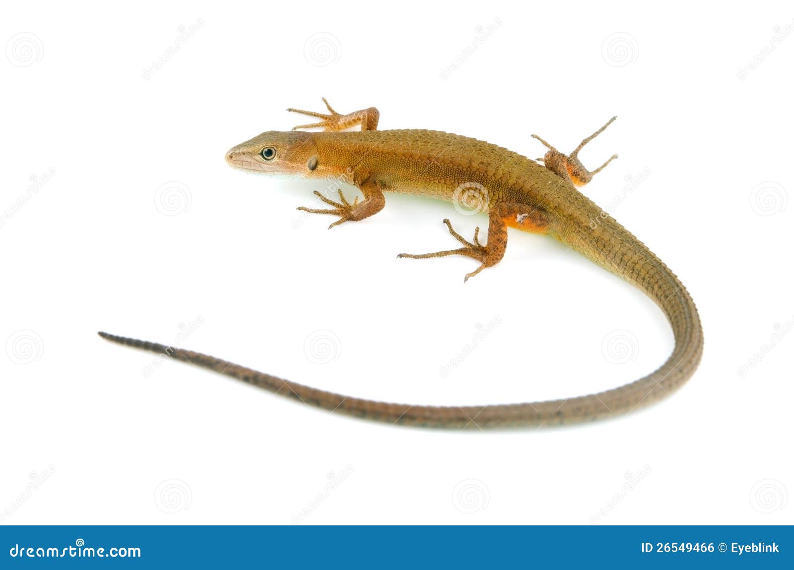 Grass Lizard Above The Leaves. Insect-eating Reptiles With Brown And ...