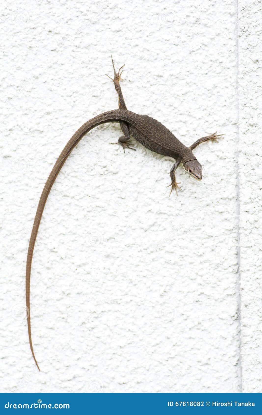 Japanese grass lizard stock photo. Image of animal, live - 67818082
