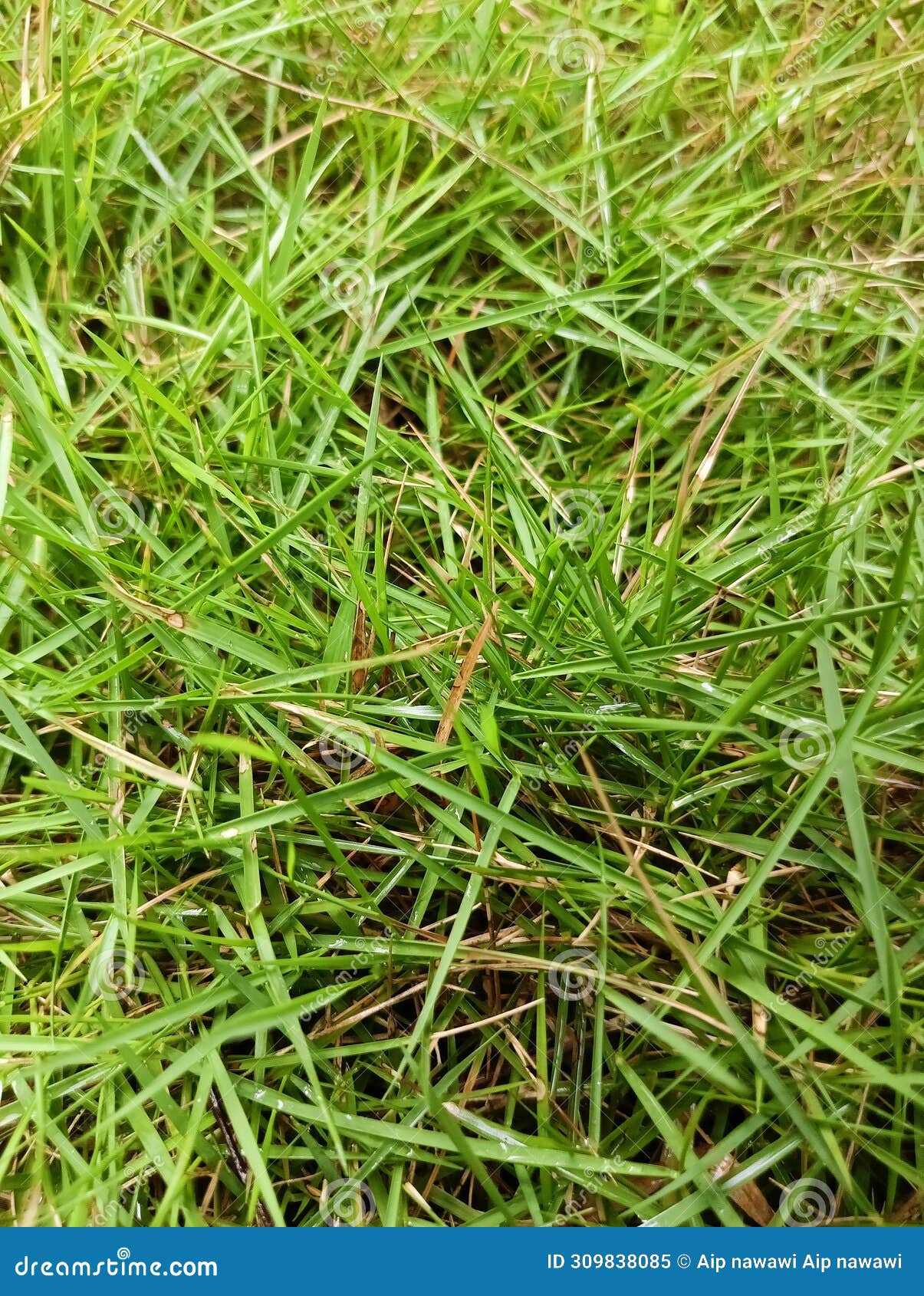 Japanese Grass with a Unique Leaf Texture Stock Image - Image of ...