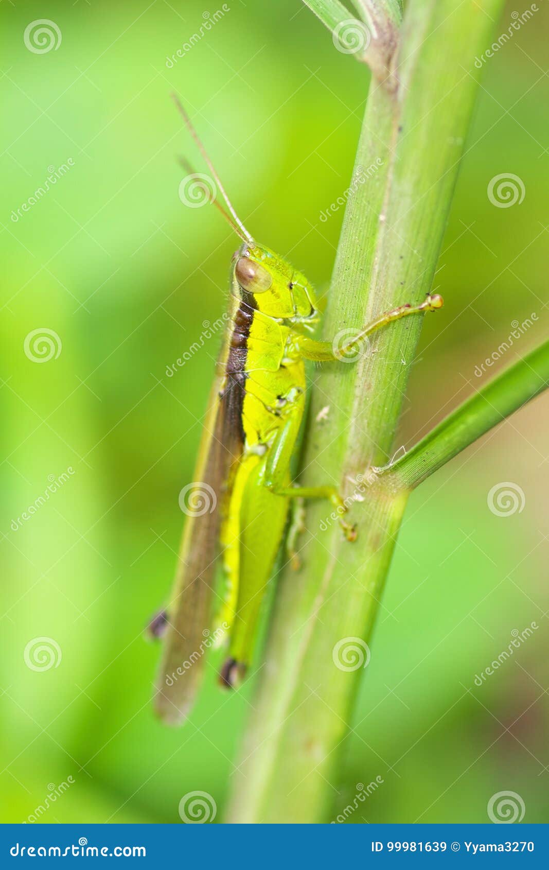 Japanese grasshopper stock image. Image of yellow, stem - 99981639