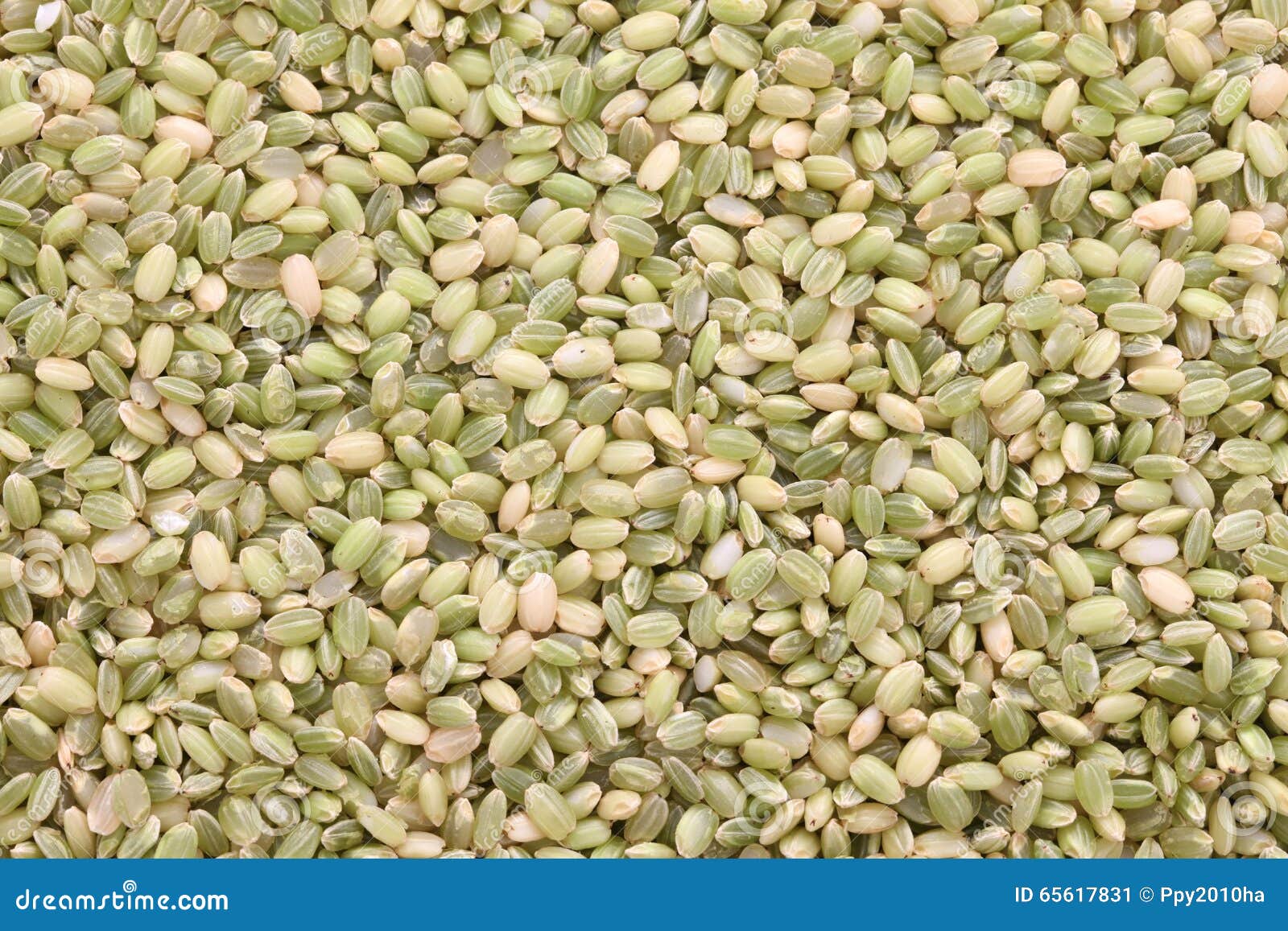 Japanese Green Ancient Rice Stock Image - Image of green, macro: 65617831