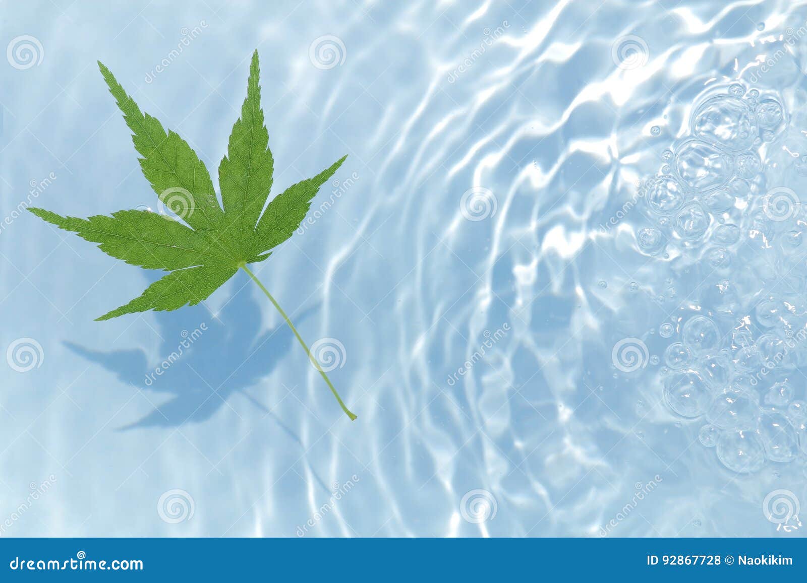Japanese Green Maple on Water Ripple Stock Photo - Image of pure, cold ...