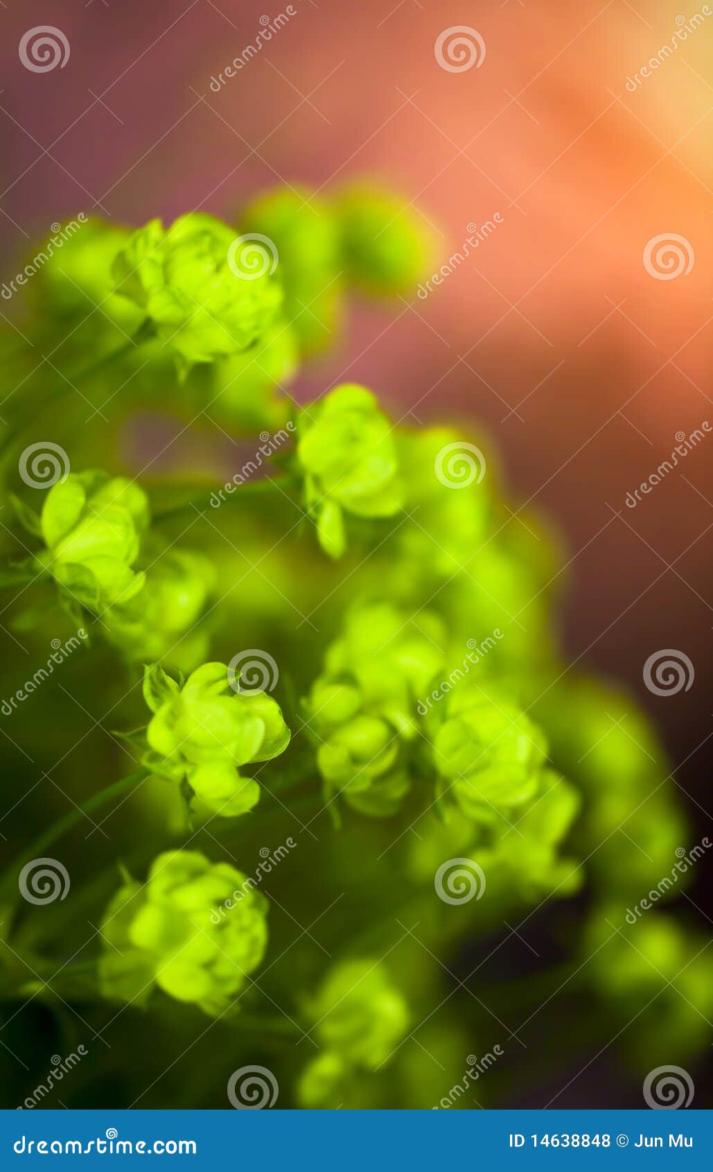 Japanese Green Eyes Fish Royalty-Free Stock Photography | CartoonDealer ...