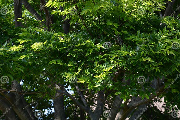 Japanese hackberry stock photo. Image of common, hackberry - 115449870