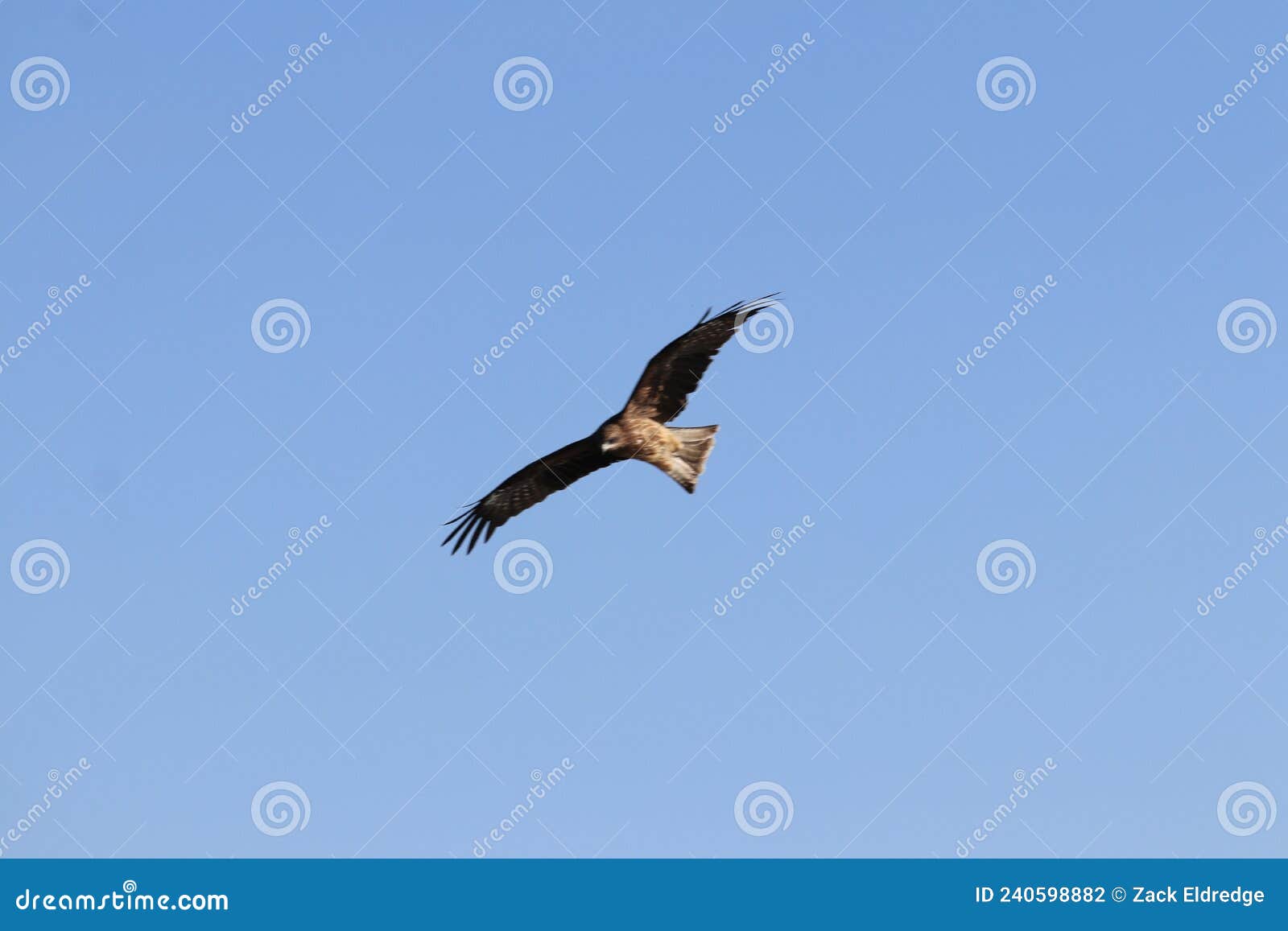 Japanese hawk stock photo. Image of hawk, japanese, fast - 240598882