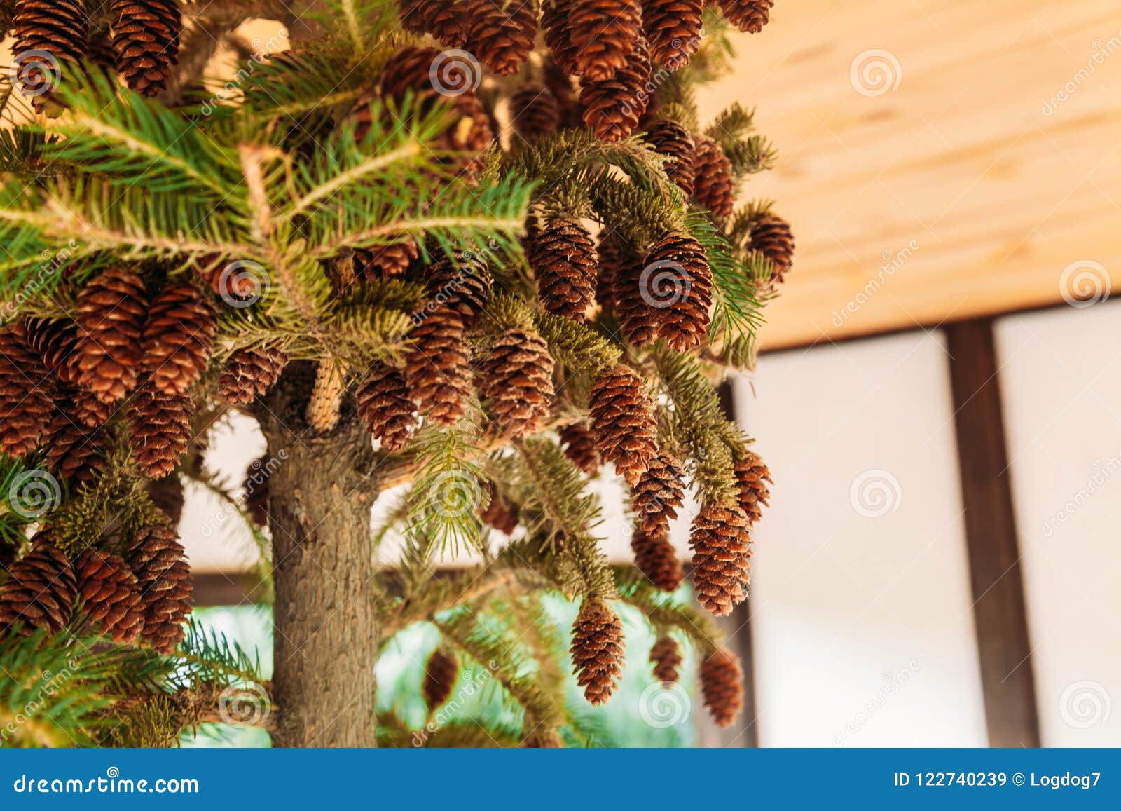Japanese Home with Spruce Tree Stock Image - Image of decoration ...