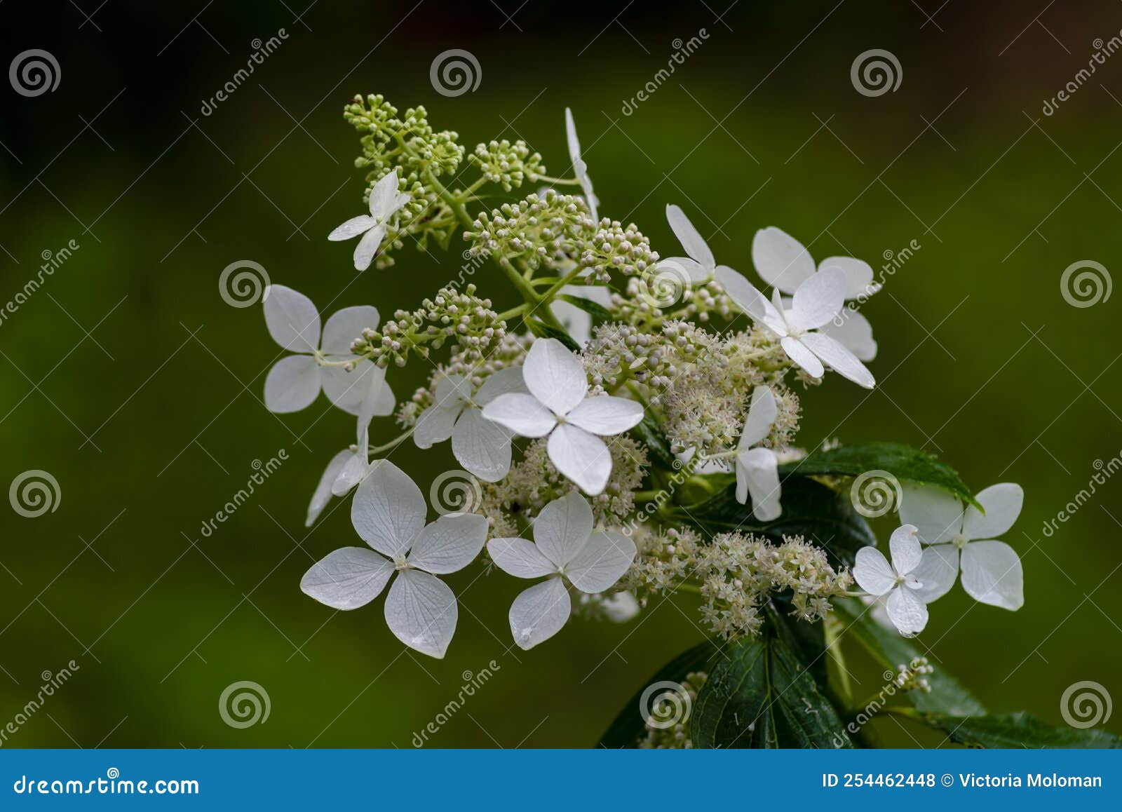 Japanese Hydrangea (Hydrangea Petiolaris). Inflorescence Closeup ...
