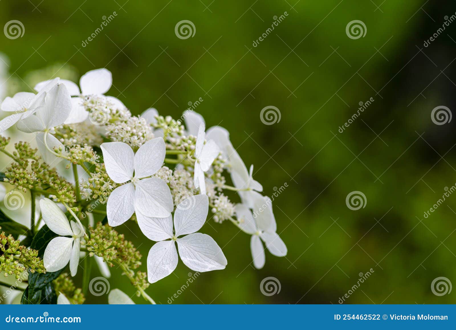 Japanese Hydrangea (Hydrangea Petiolaris). Inflorescence Closeup ...