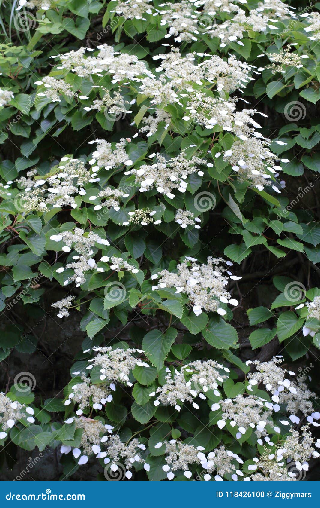 Japanese hydrangea vine stock photo. Image of hydrangeoides - 118426100