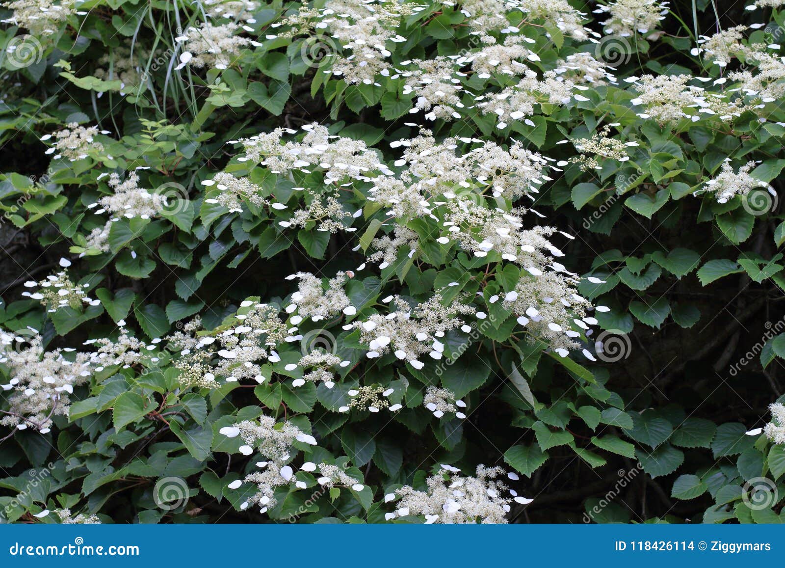Japanese hydrangea vine stock photo. Image of schizophragma - 118426114