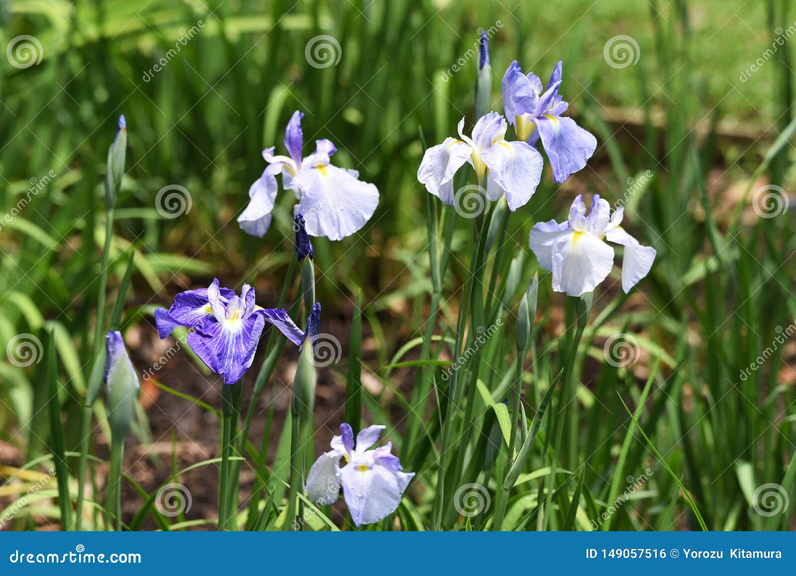 Japanese iris stock photo. Image of design, colorful - 149057516