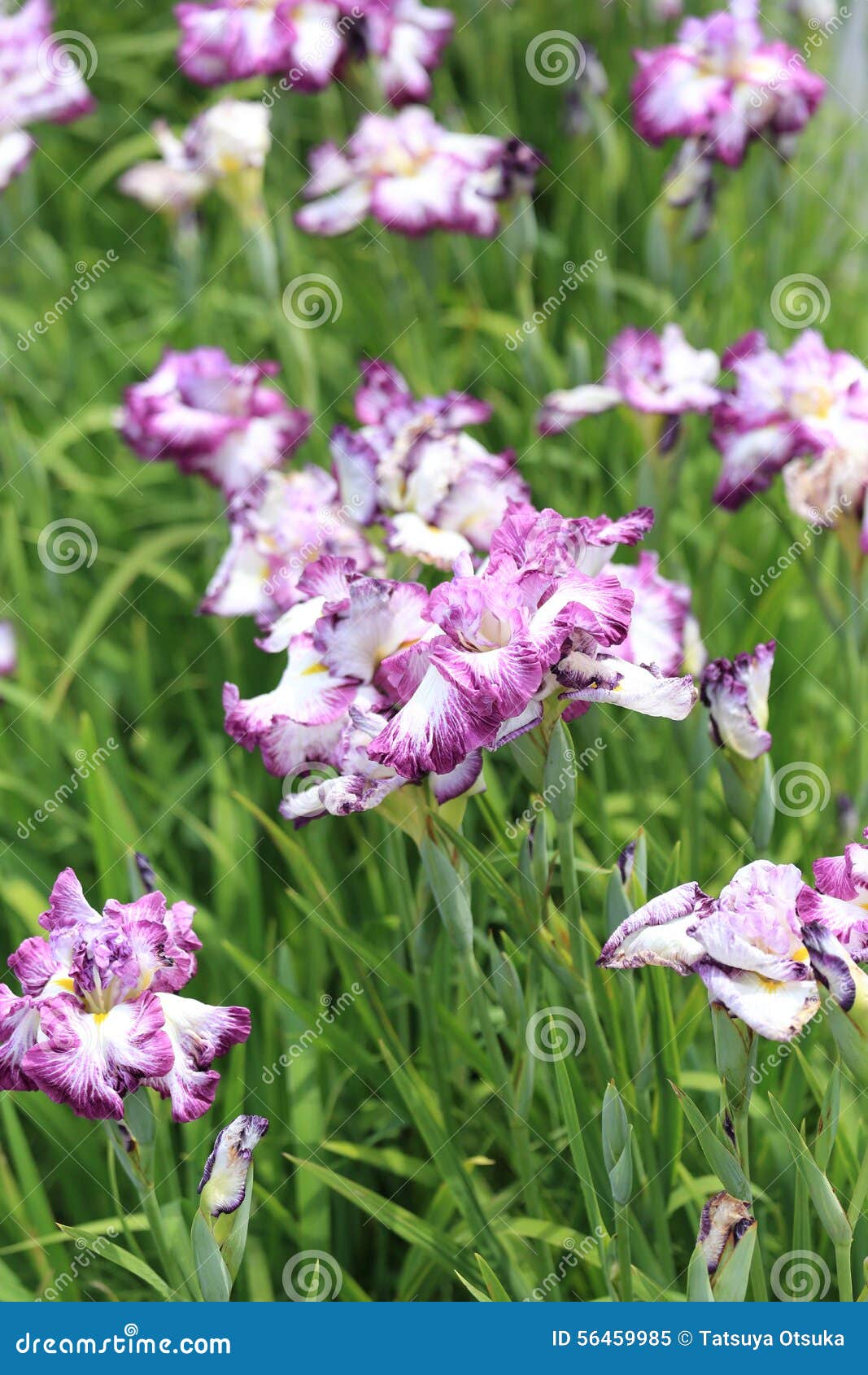 Japanese irises stock image. Image of bloom, green, nature - 56459985