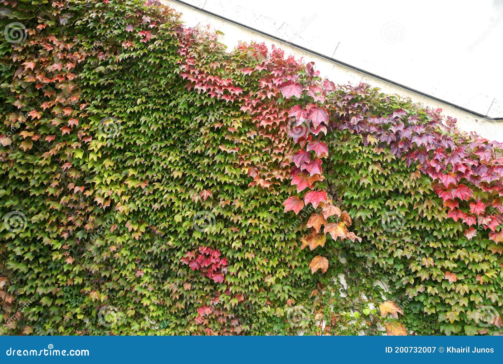 Japanese Ivy Climbing on the Wall and Changing Colors in the Fall Stock ...