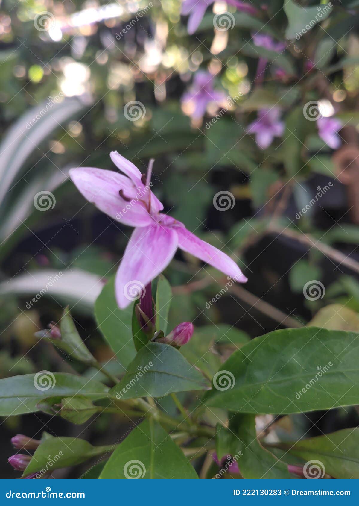 Japanese Jasmine Flower in the Garden Stock Image - Image of purple ...