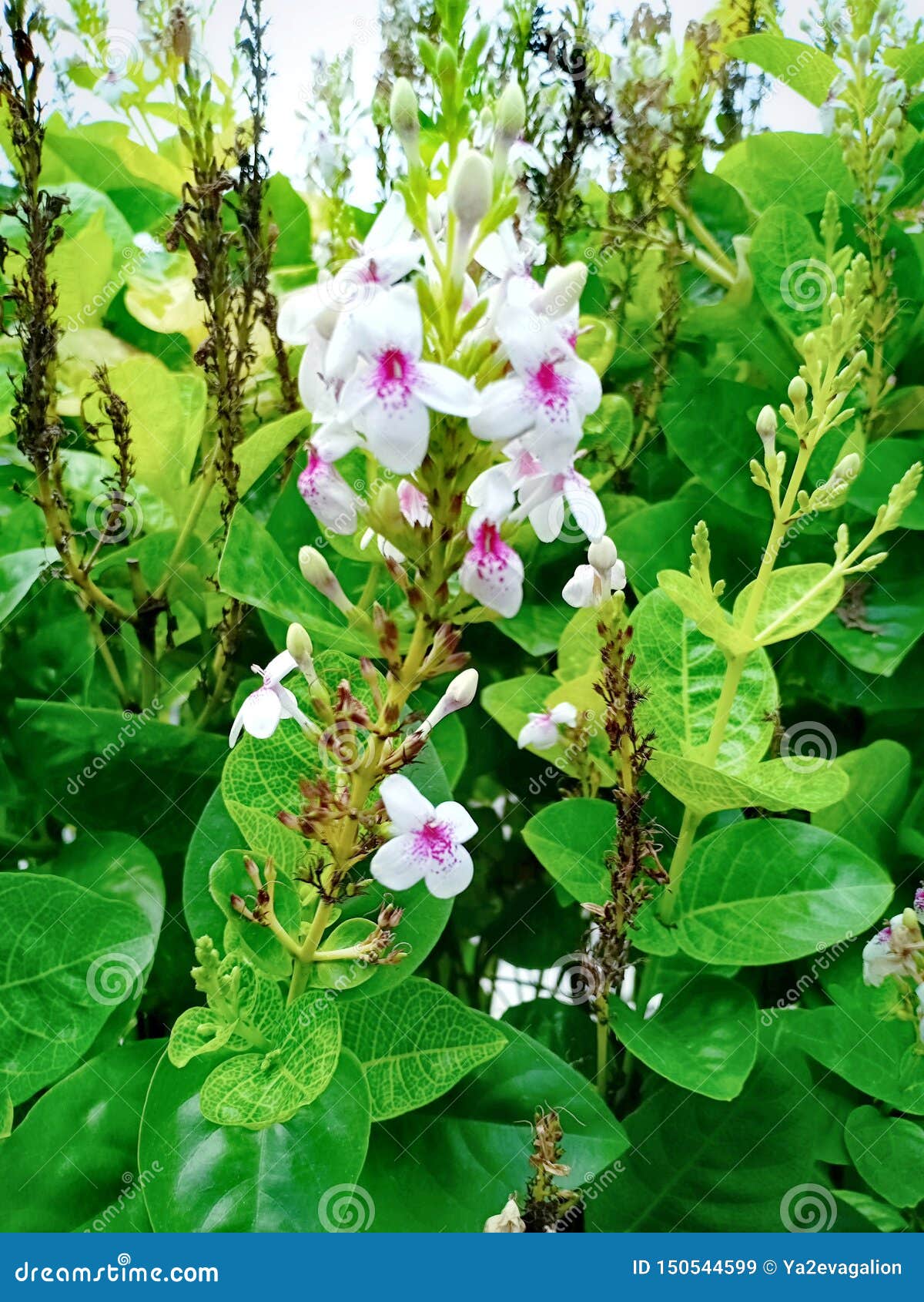 Japanese Jasmine flower stock image. Image of leaf, japanese - 150544599