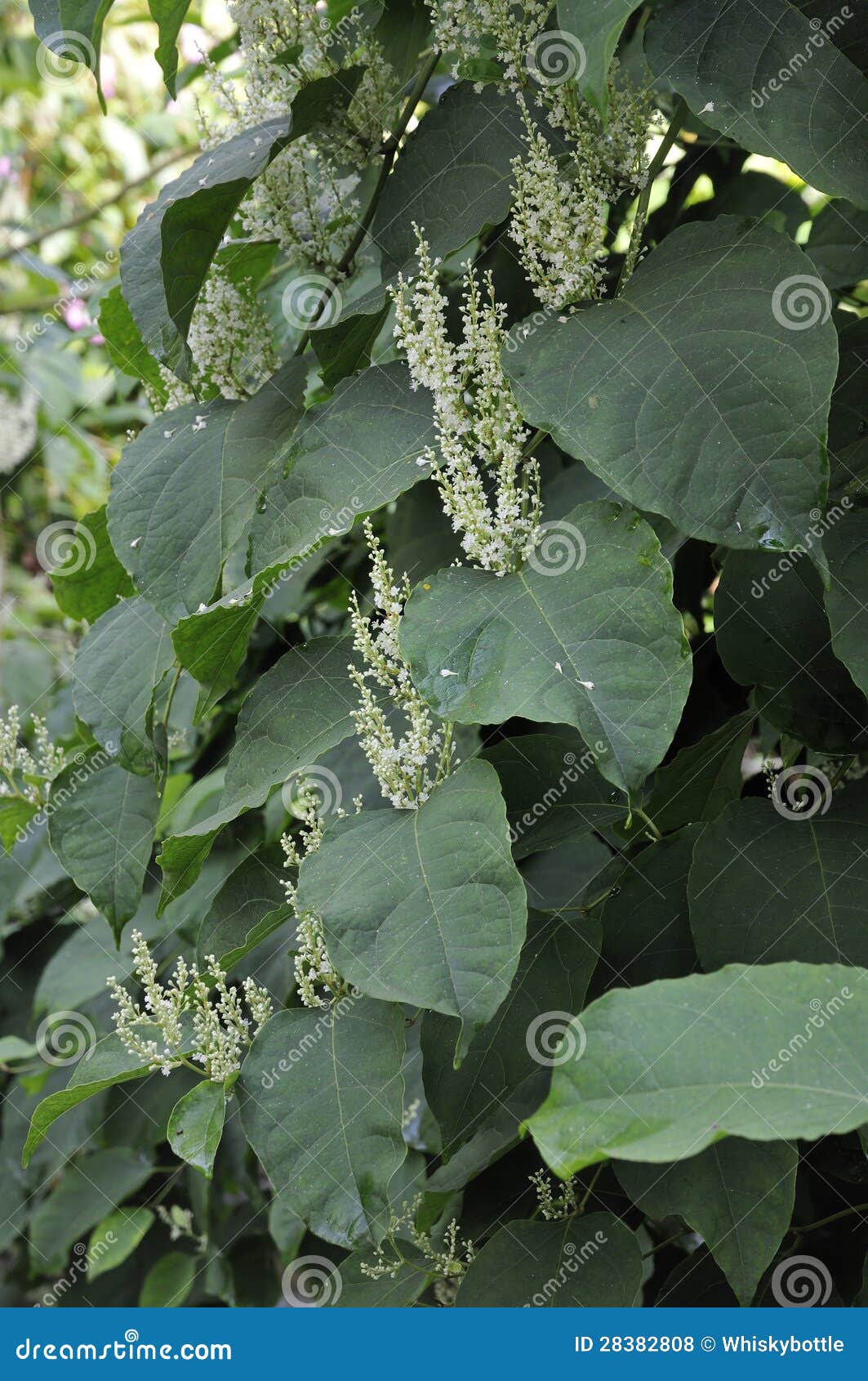 Japanese Knotweed stock photo. Image of scrub, bush, nature - 28382808
