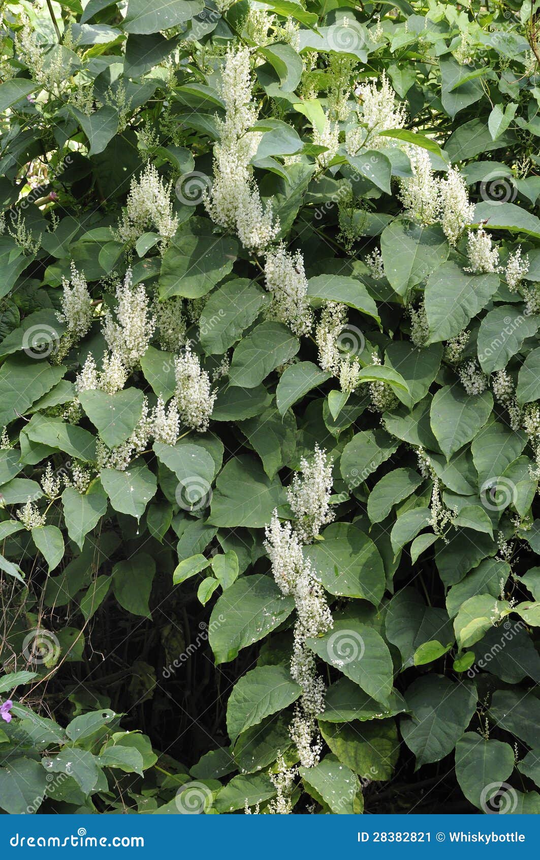 Japanese Knotweed, Invasive Plant Aka Reynoutria Japonica, Fallopia ...