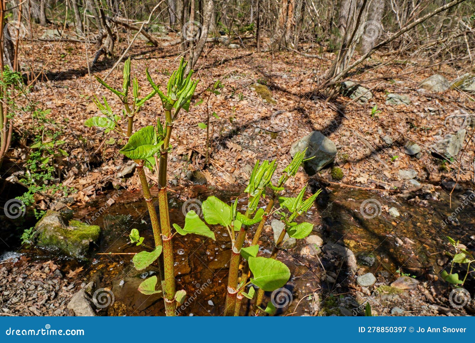 Japanese Knotweed Beginning To Sprout Stock Image - Image of outside ...