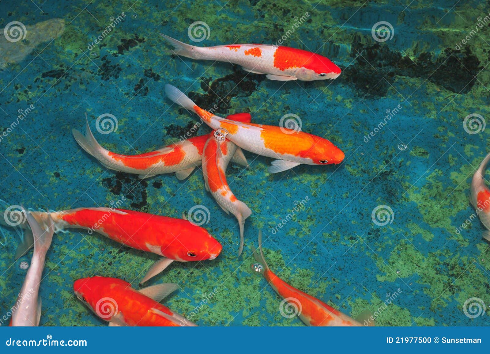 Japanese Koi, Carp stock photo. Image of oriental, orange - 21977500
